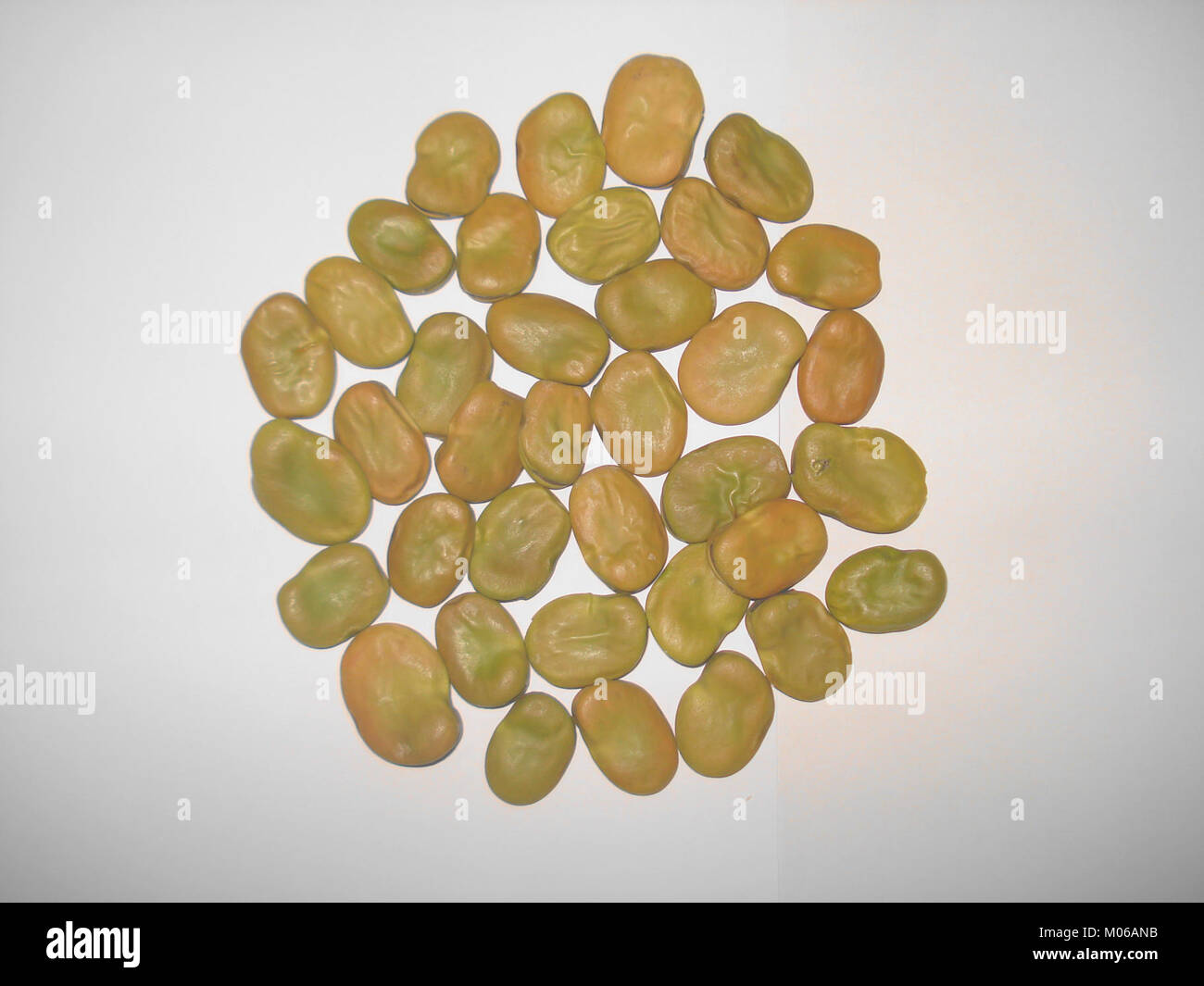 Broad beans, an ancient food crop, have been cultivated for centuries ...