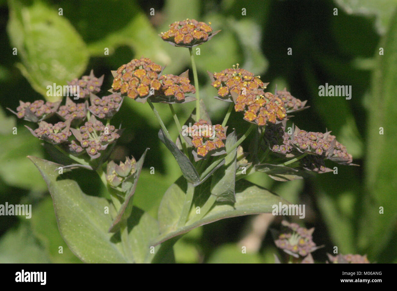 Bupleurum longifolium, also known as Langblatt-Hasenohr, is a plant ...