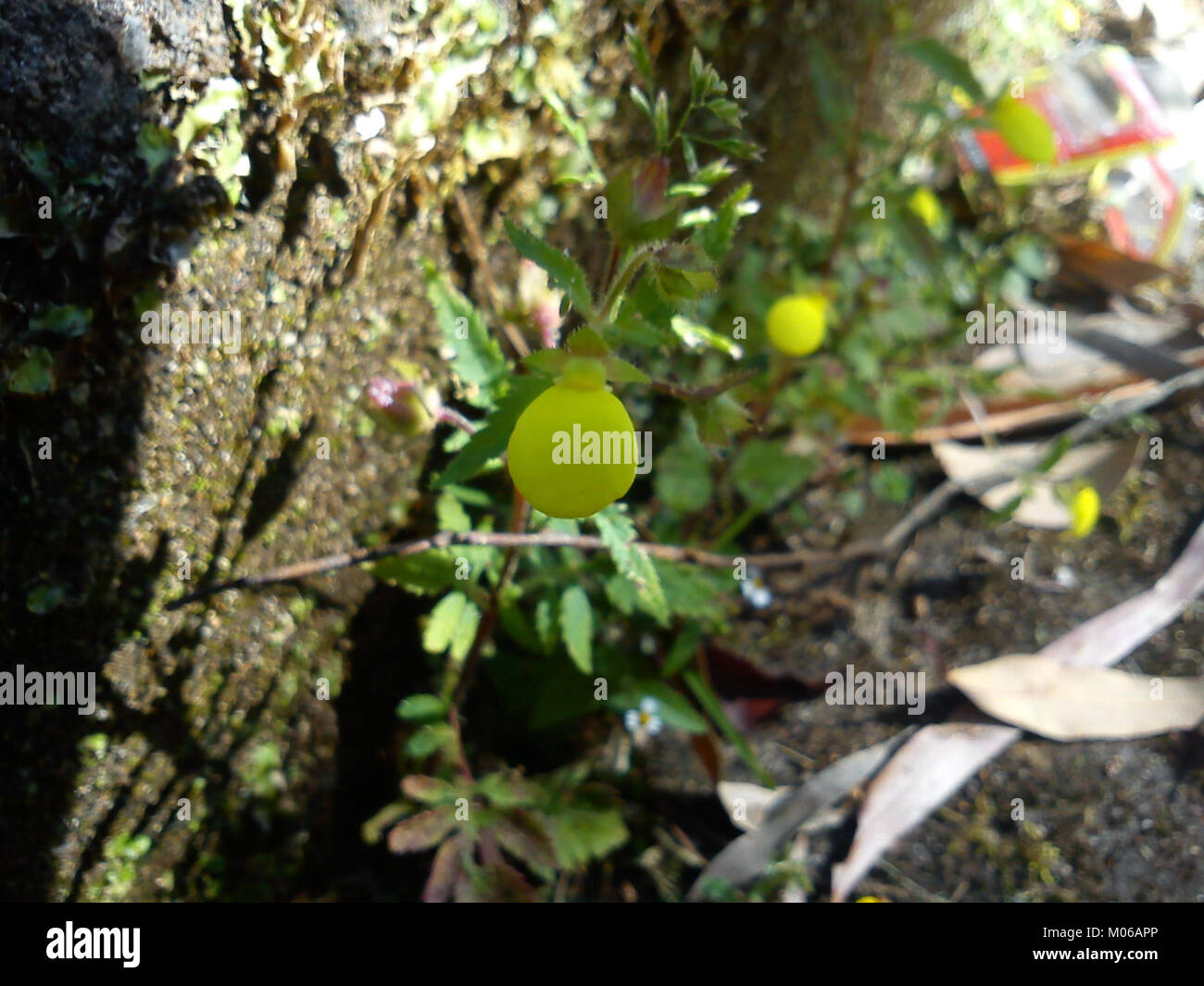 Flowers in ooty hi-res stock photography and images - Alamy