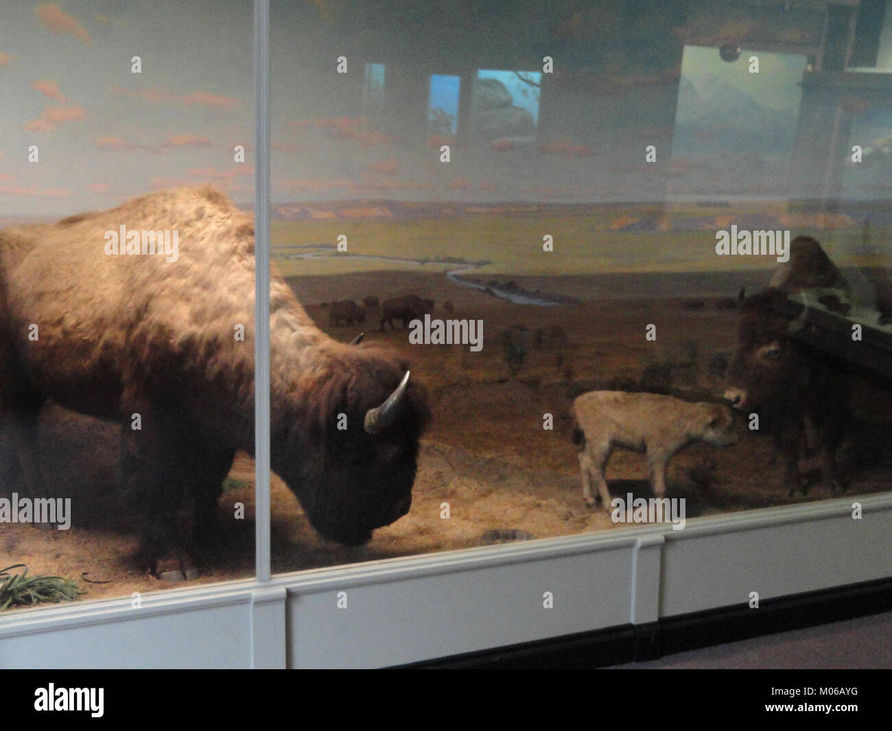 Buffalo diorama - Springfield Science Museum - Springfield, MA ...