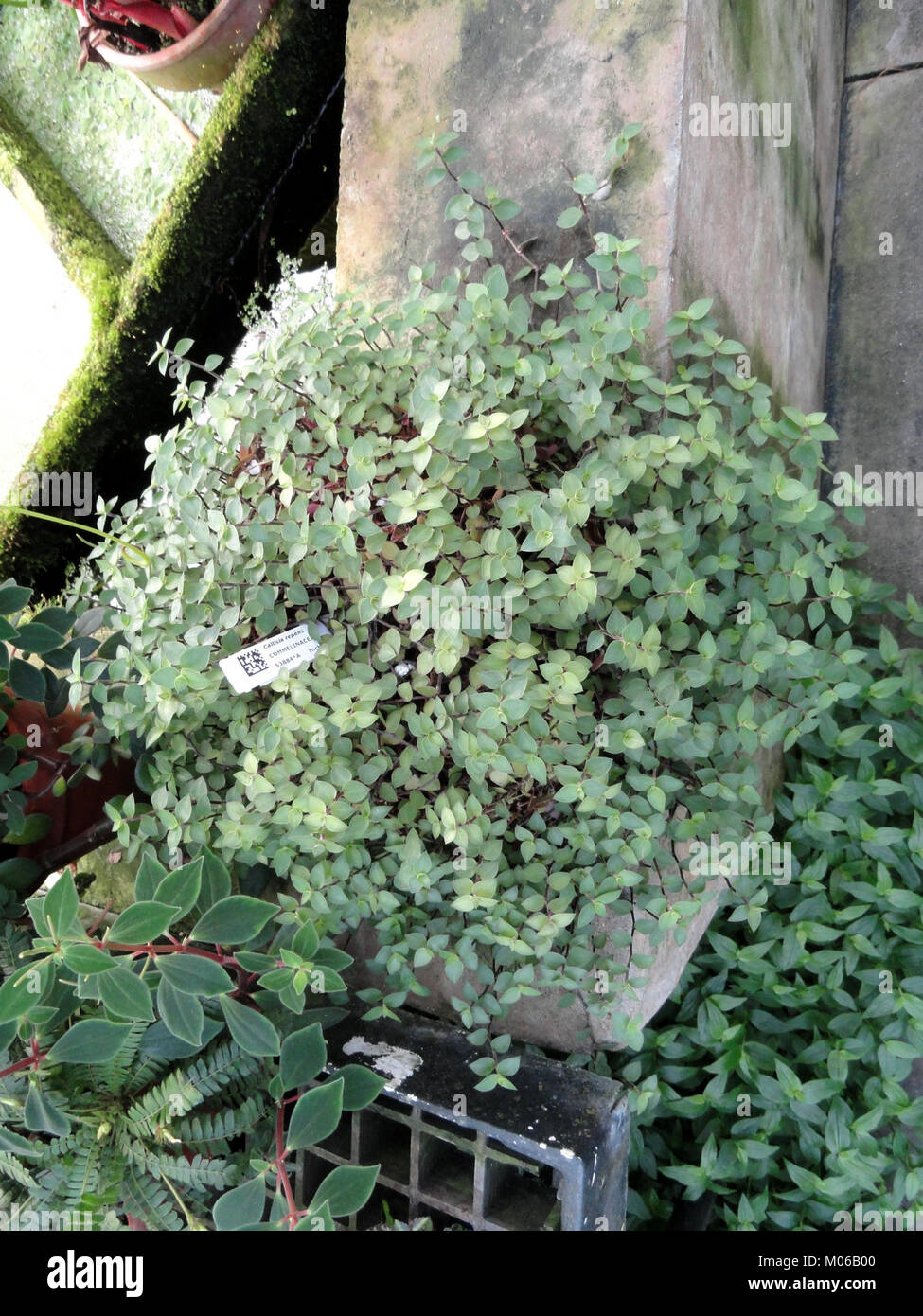 A photograph of the Callisia repens plant housed in the Lyman Plant ...