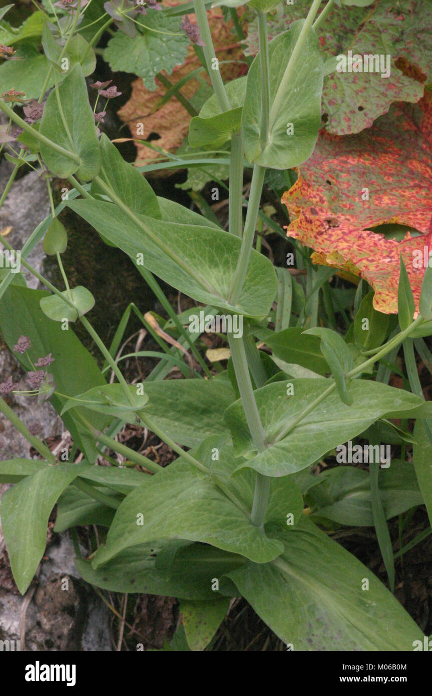 Bupleurum longifolium hi-res stock photography and images - Alamy