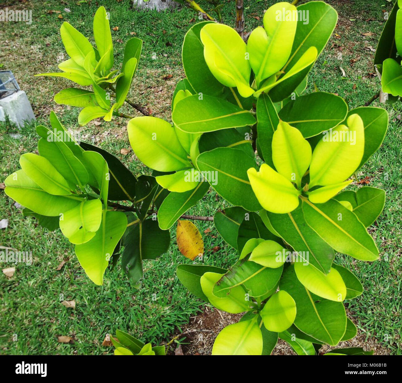 Calophyllum hi-res stock photography and images - Alamy
