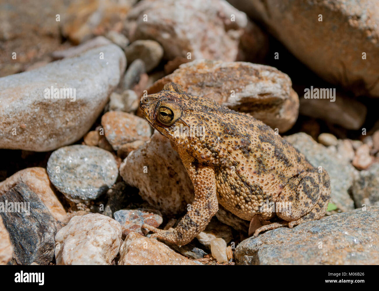 Bufo marinus in Venezuela Stock Photo - Alamy