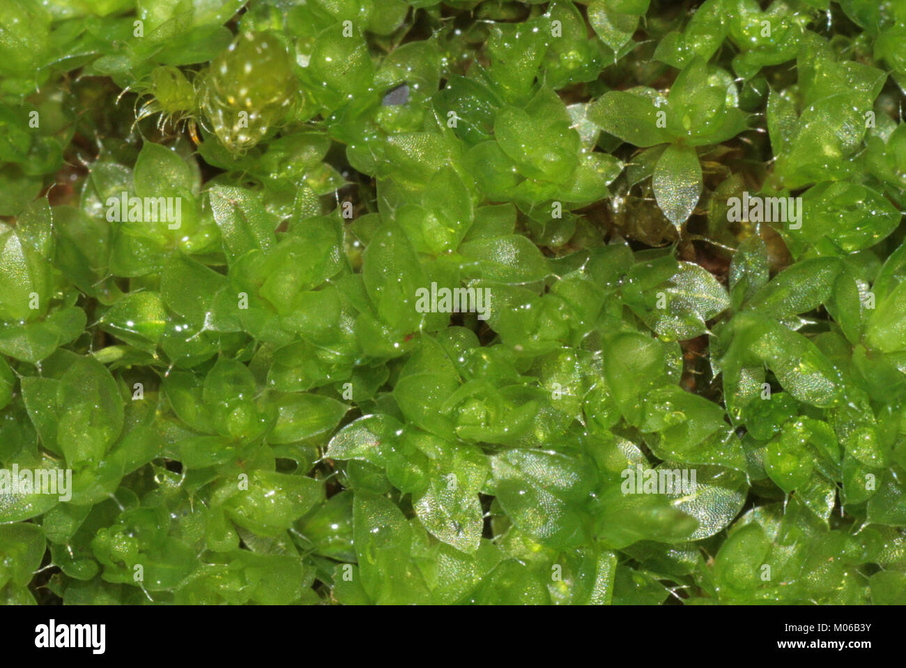 Bryum Capillare Stock Photos & Bryum Capillare Stock Images - Alamy