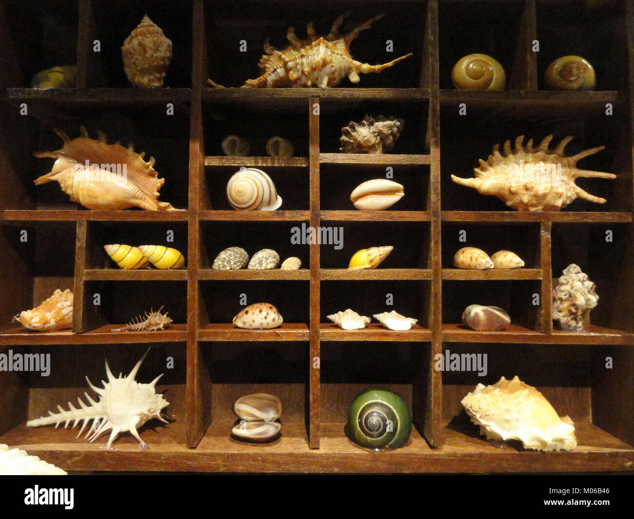 The cabinet of curiosities at the National Geographic Museum displays ...