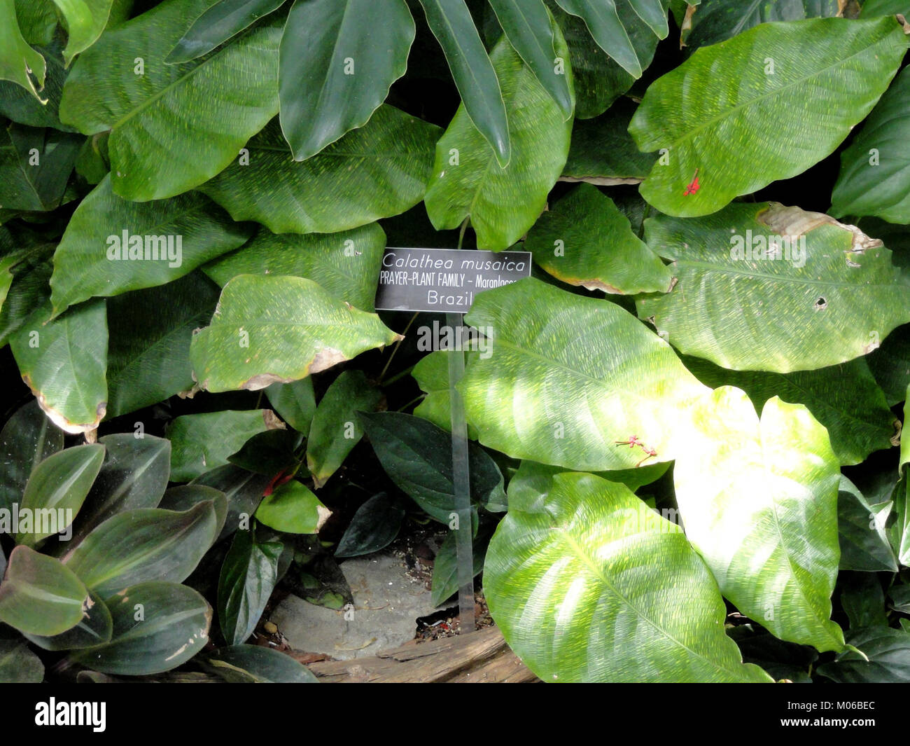 Calathea bella, or Calathea musaica, is a Marantaceae family plant in ...