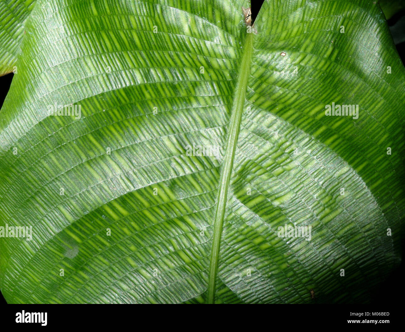 A photograph of the Calathea bella, also known as Calathea musaica ...