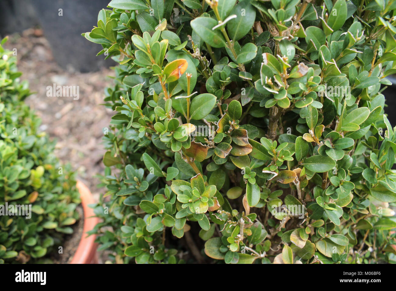 Boxwood shrub buxus sempervirens hi-res stock photography and images ...