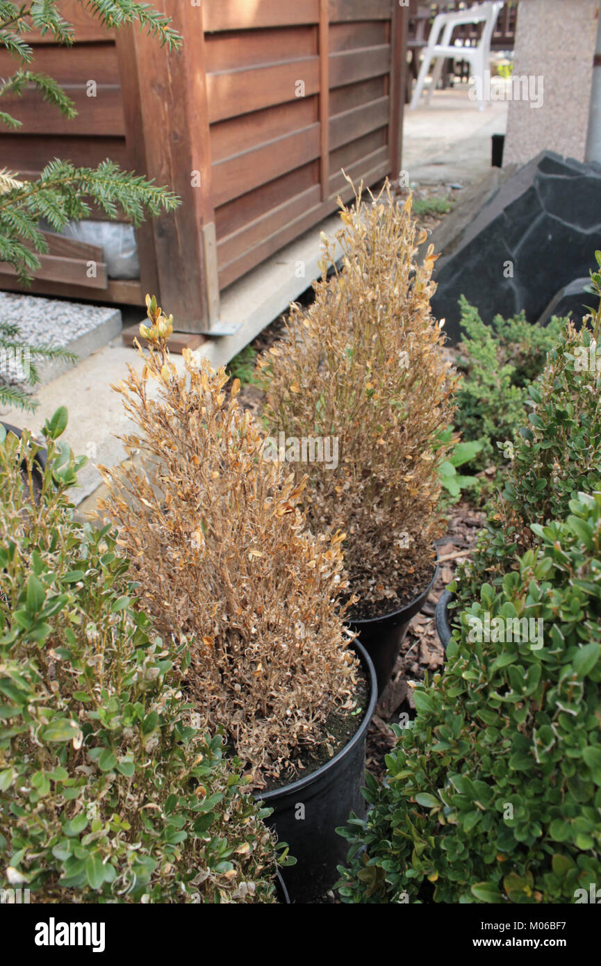 Boxwood shrub buxus sempervirens hi-res stock photography and images ...