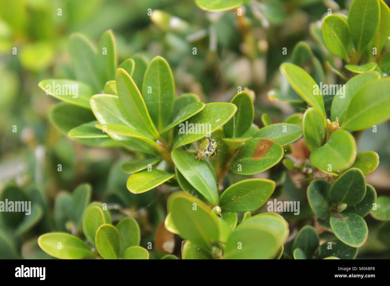 Buxus sempervirens in plant hi-res stock photography and images - Alamy