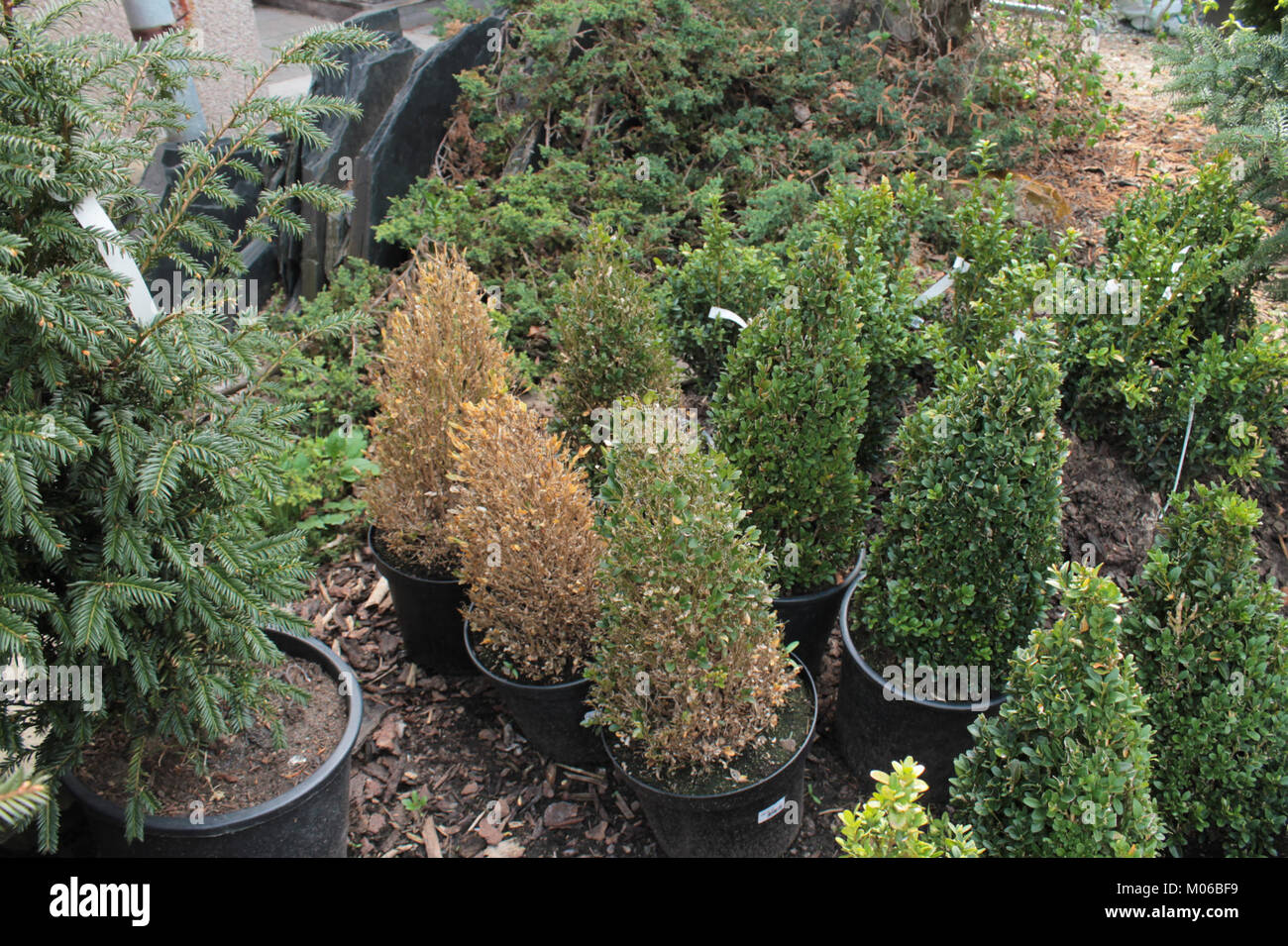 Buxus sempervirens, commonly known as boxwood, is a species of ...
