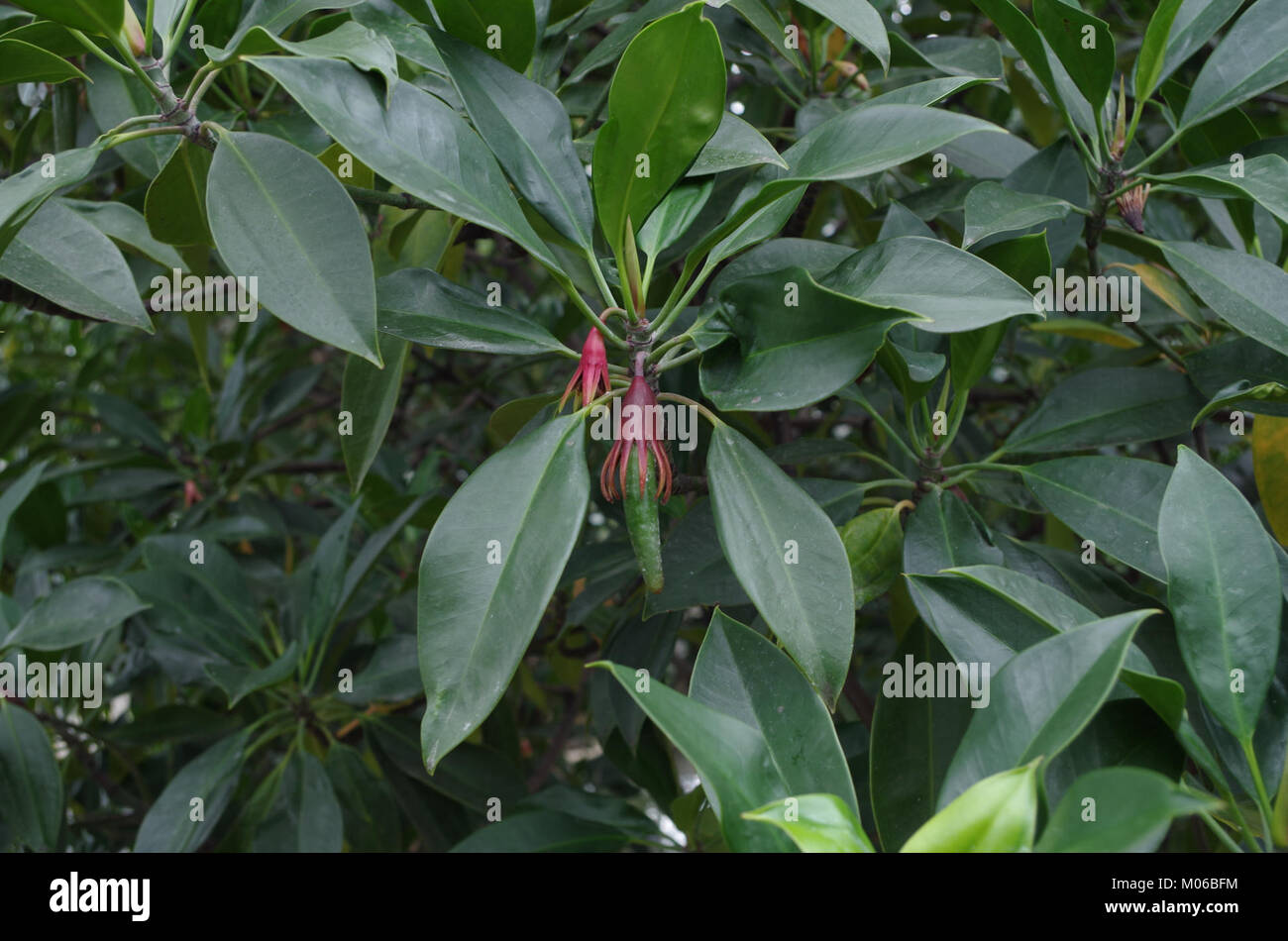 Bruguiera gymnorrhiza, also known as the mangrove tree, is part of the ...