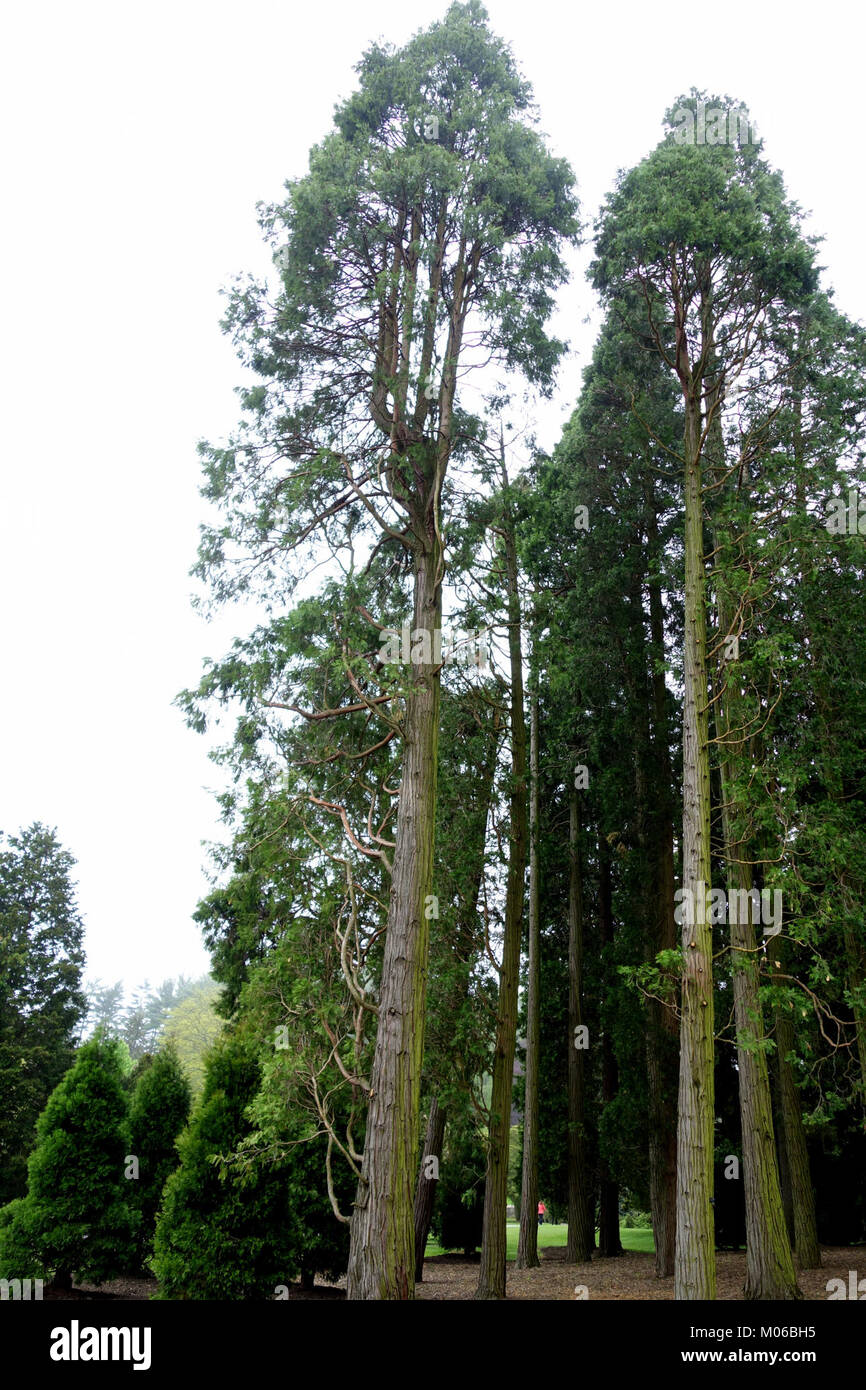 This photograph shows a champion tree of the Calocedrus decurrens ...