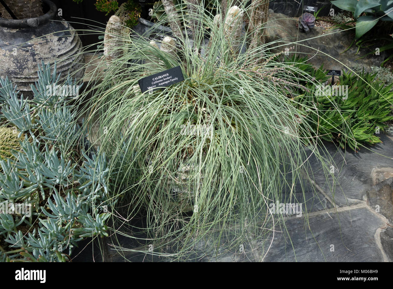 Calibanus hookeri, a unique plant species displayed at Longwood Gardens ...