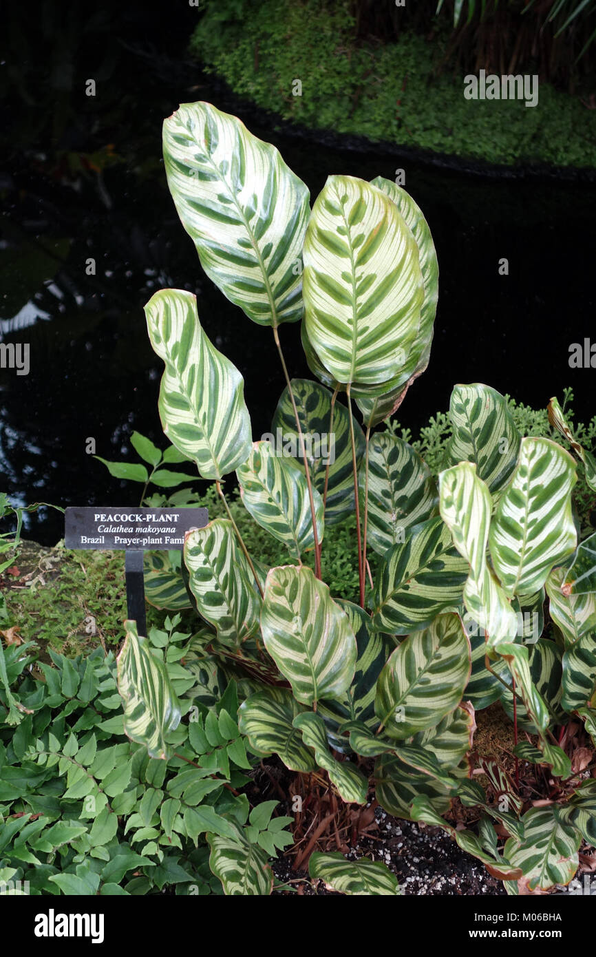 This photograph of *Calathea makoyana*, also known as the Peacock Plant ...