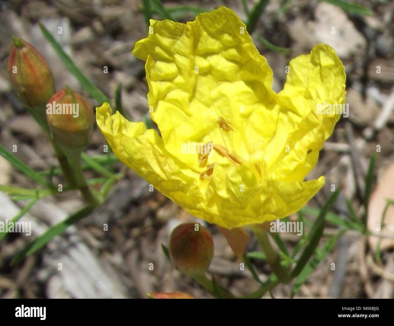 Calylophus drummondianus is a species of flowering plant native to ...