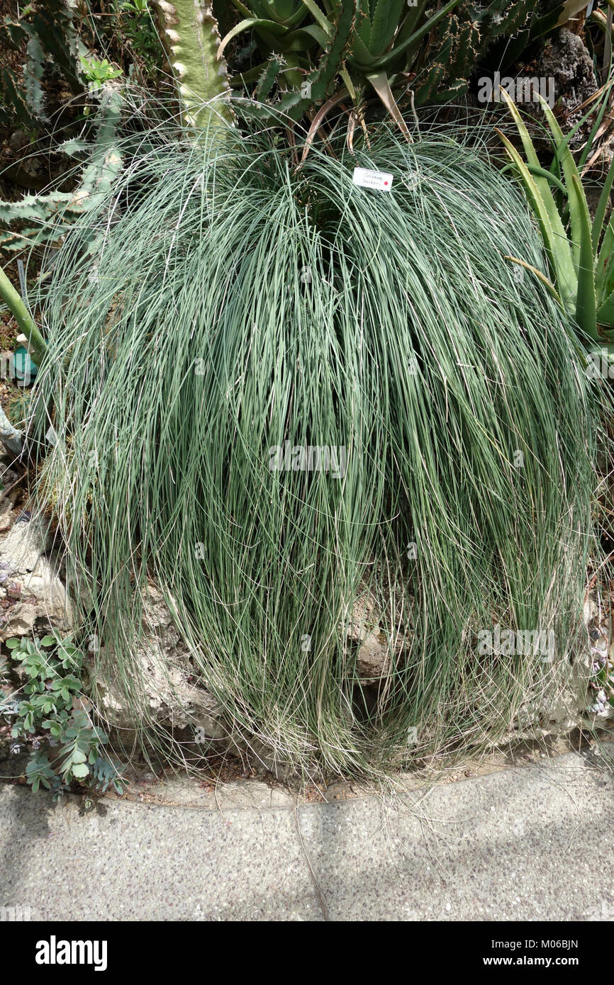 Calibanus hookeri, a species housed in the Krohn Conservatory, is a ...