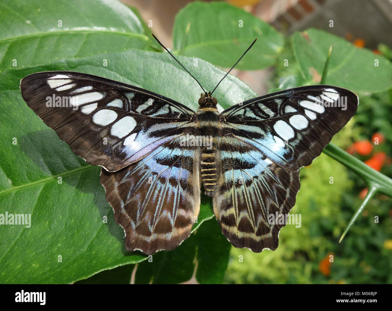 A butterfly show at the Krohn Conservatory, featuring various species ...
