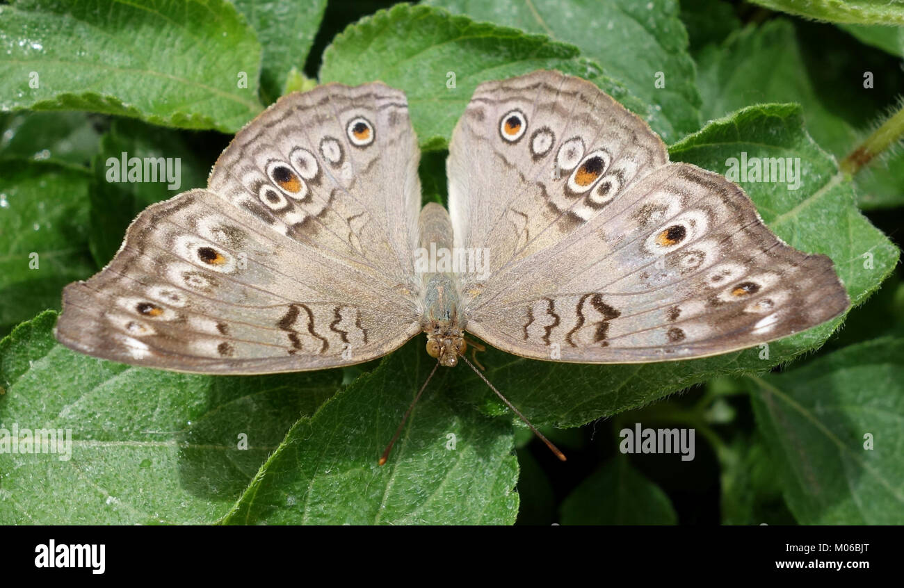 The Butterfly Show at Krohn Conservatory showcases a vibrant collection ...