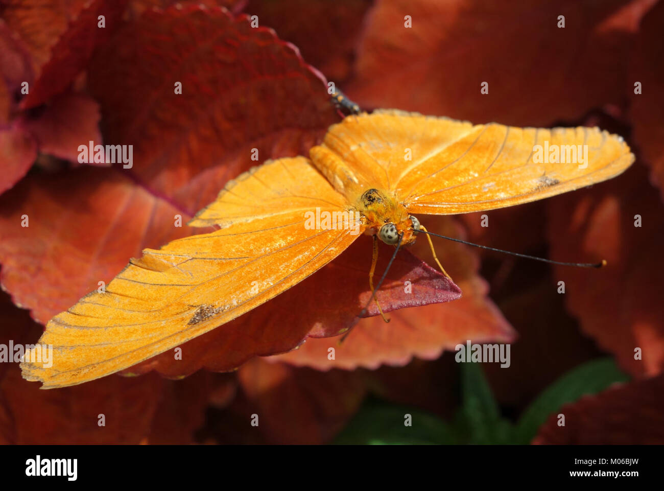 The Butterfly Show at Krohn Conservatory showcases a diverse collection ...