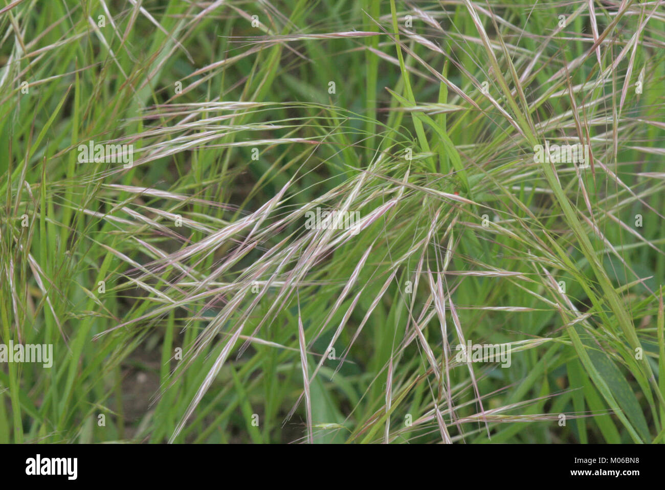 Sterile brome hi-res stock photography and images - Alamy