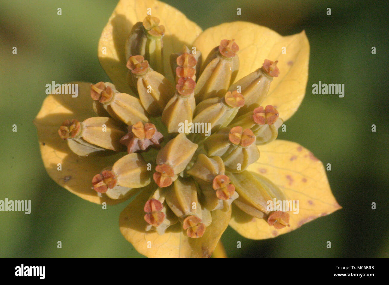 Bupleurum longifolium hi-res stock photography and images - Alamy