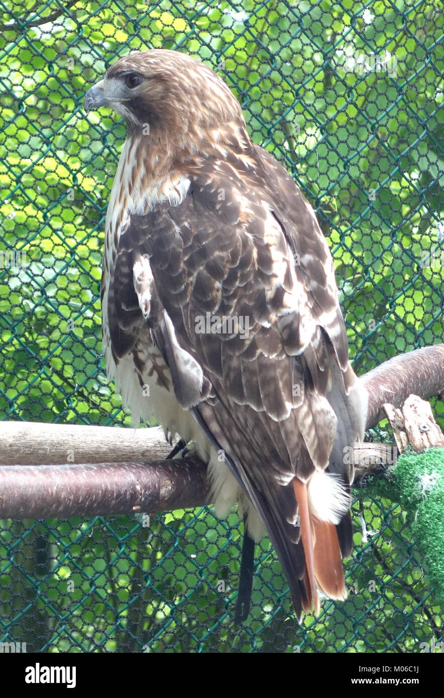 Buteo jamaicensis, commonly known as the Red-tailed Hawk, is a species ...
