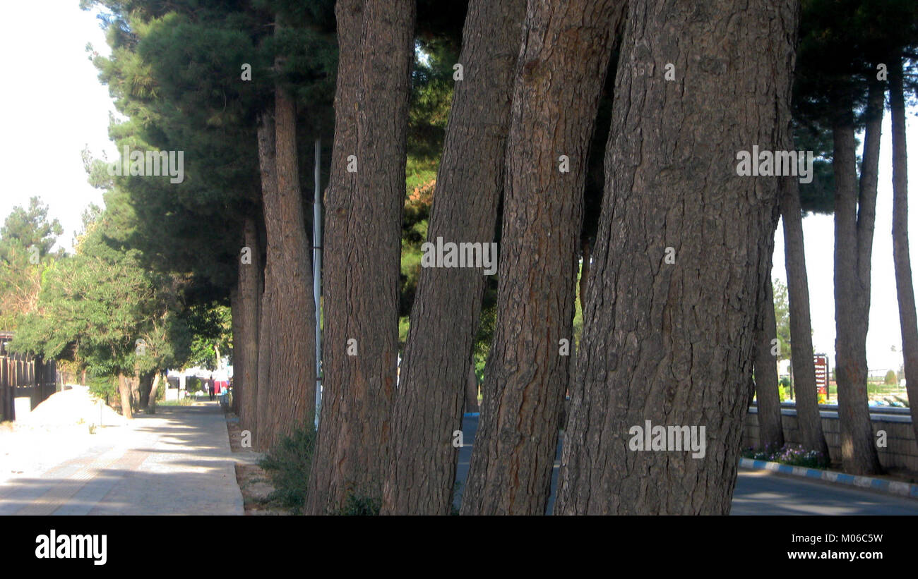 Erfan hi-res stock photography and images - Alamy