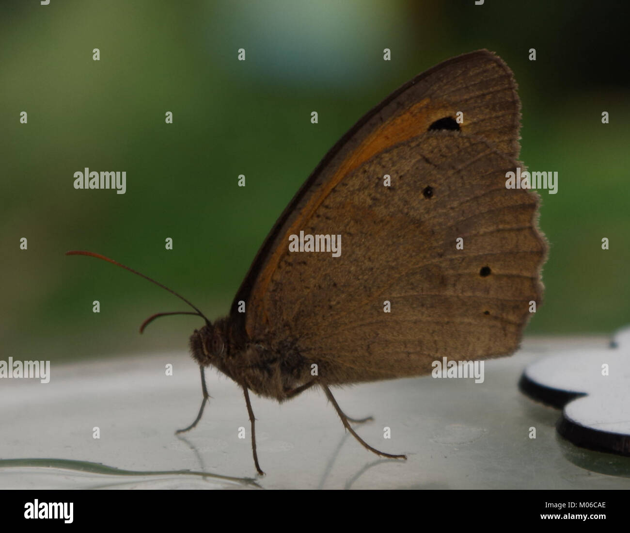 A butterfly in a Parc Floral farm setting represents the balance of ...