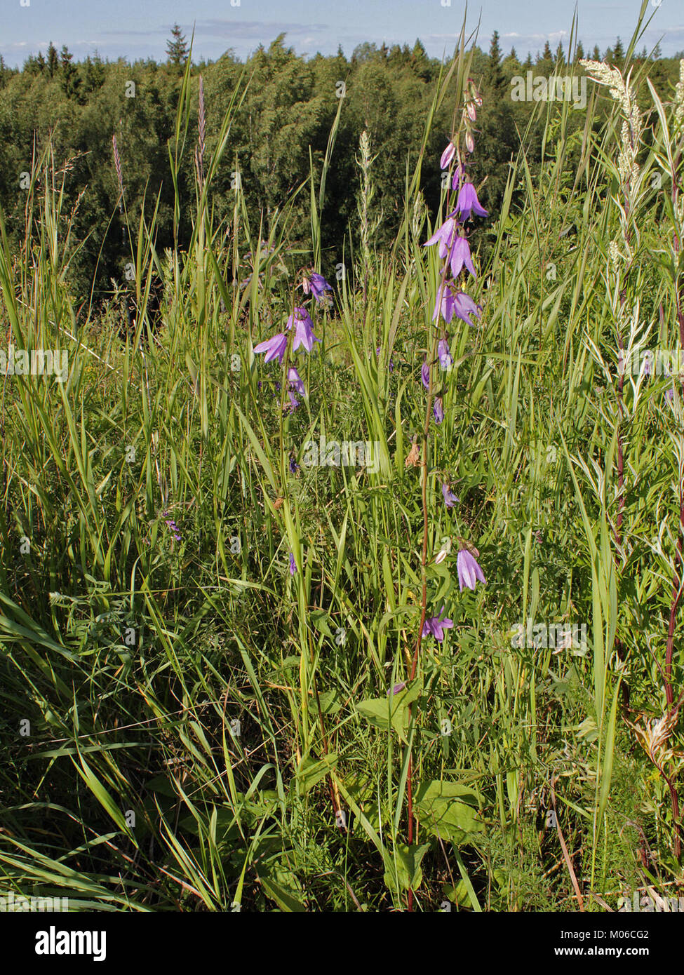 The photograph shows Campanula rapunculoides (creeping bellflower) in ...