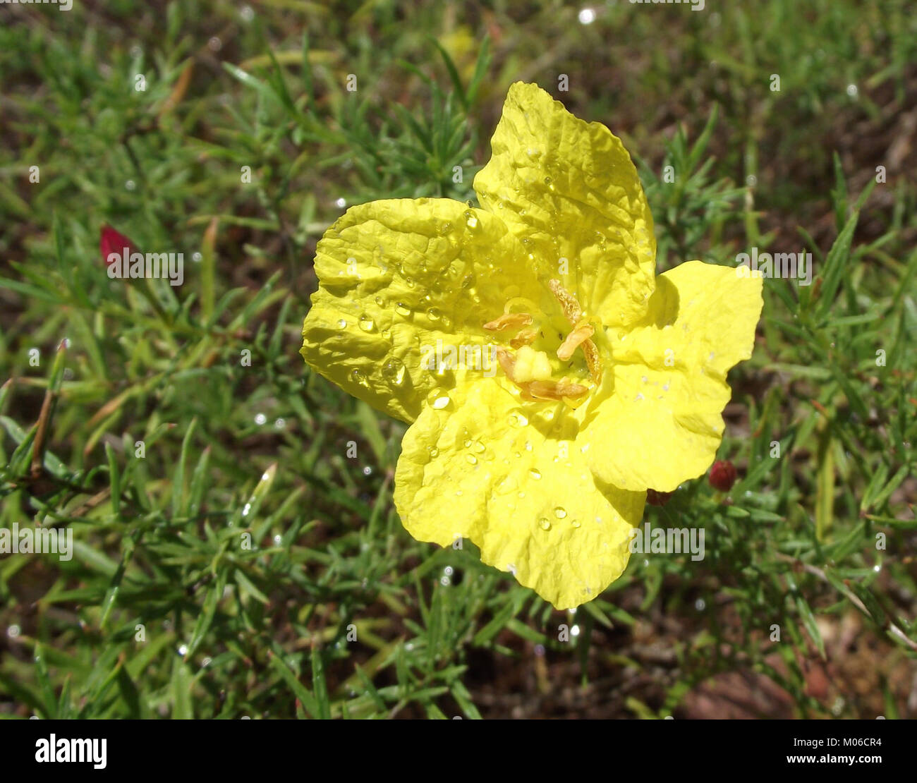 Calylophus drummondii, commonly known as Drummond's evening primrose ...
