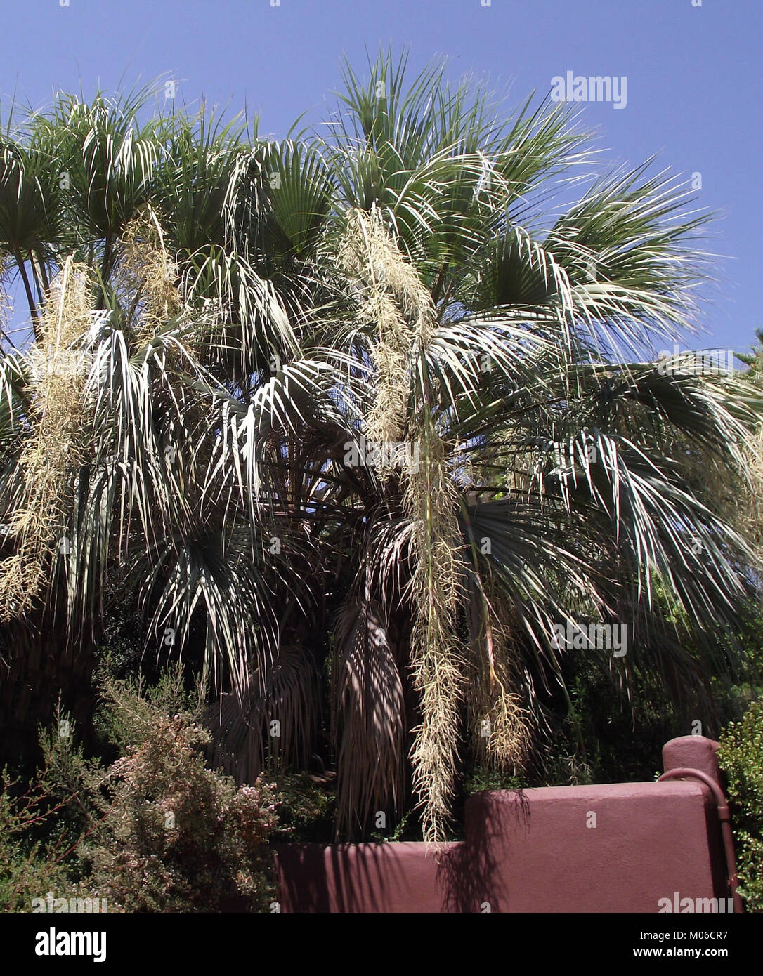 Brahea hi-res stock photography and images - Alamy