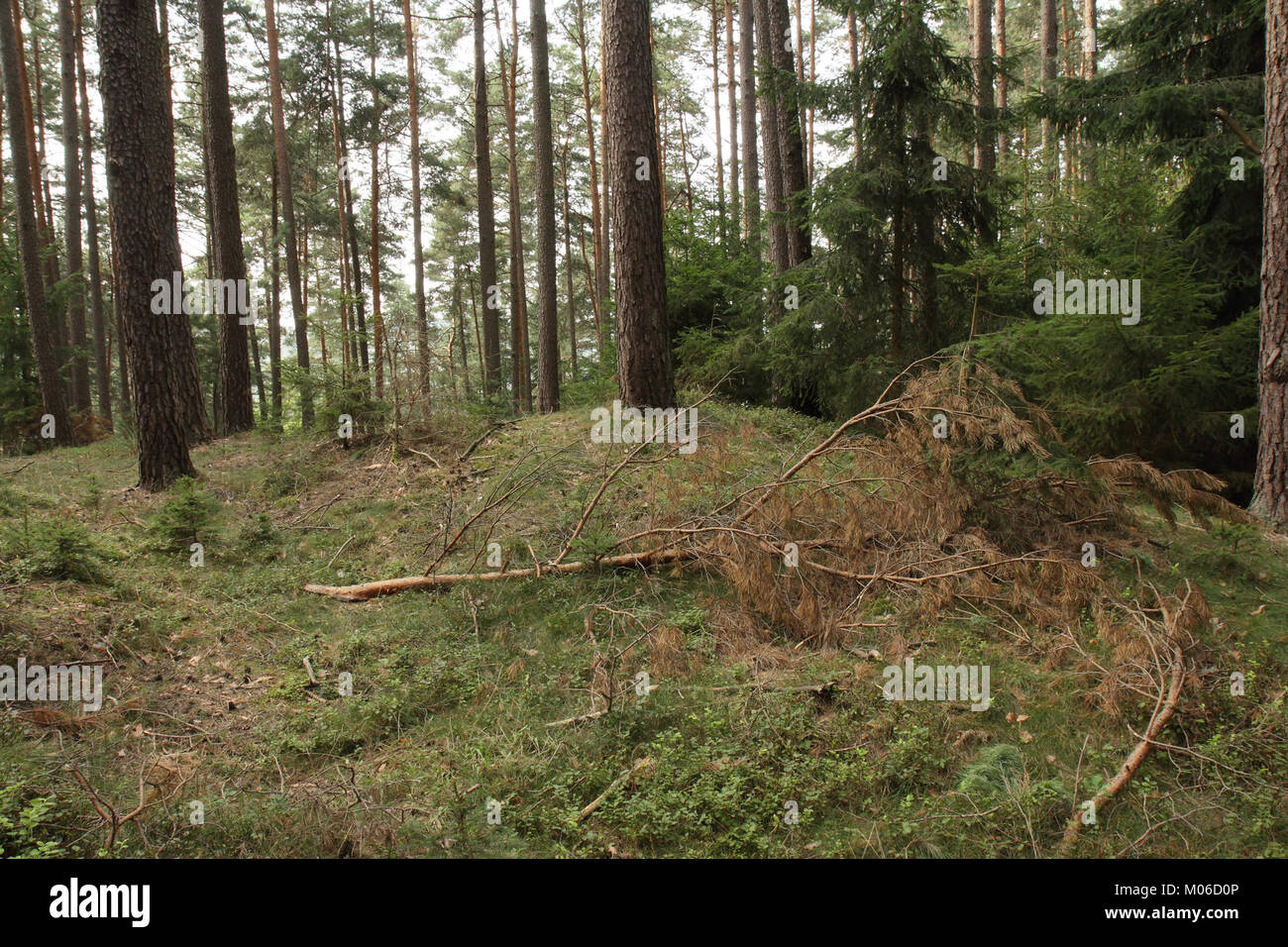 Rascher hi-res stock photography and images - Alamy