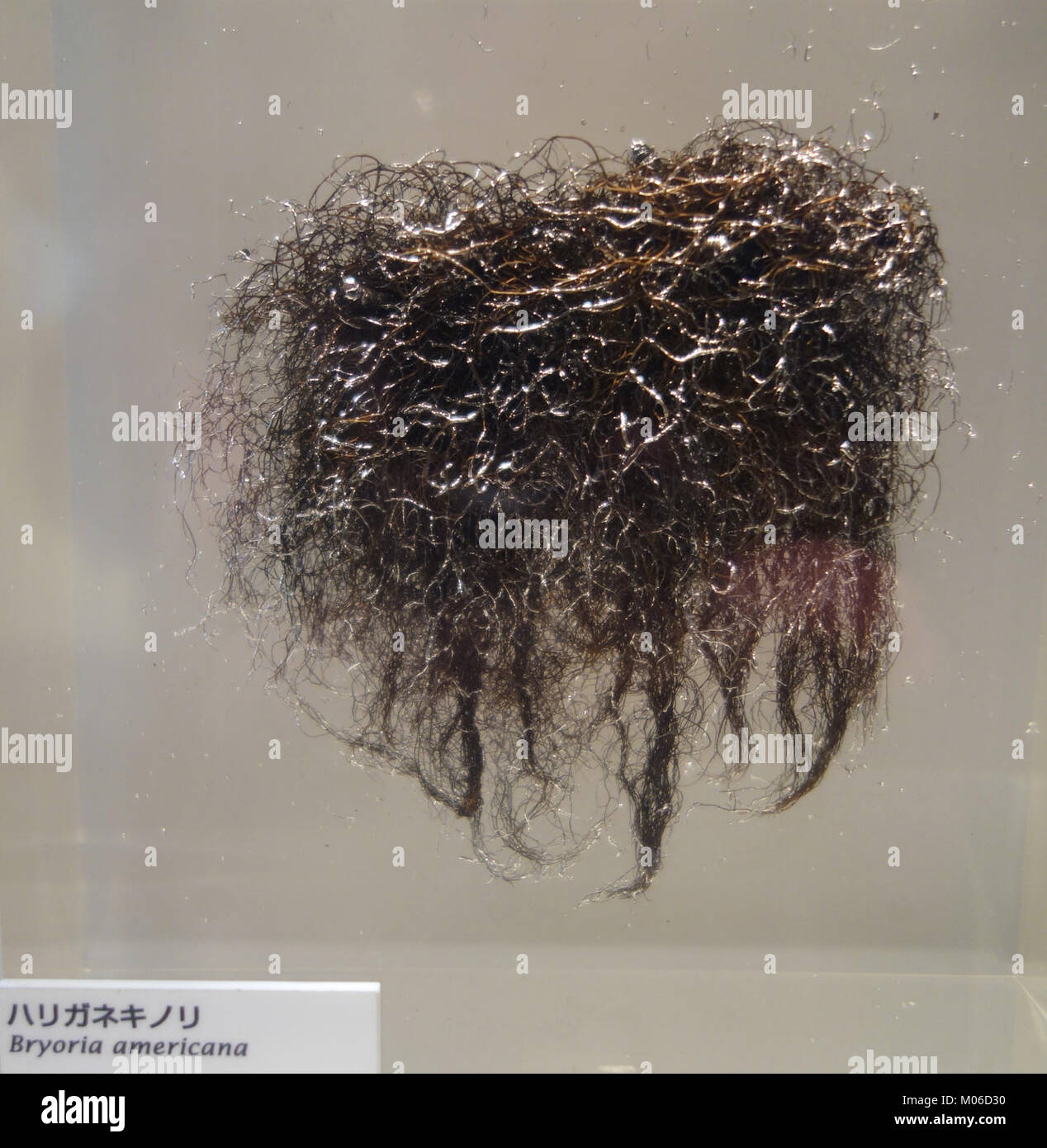 Bryoria americana hi-res stock photography and images - Alamy