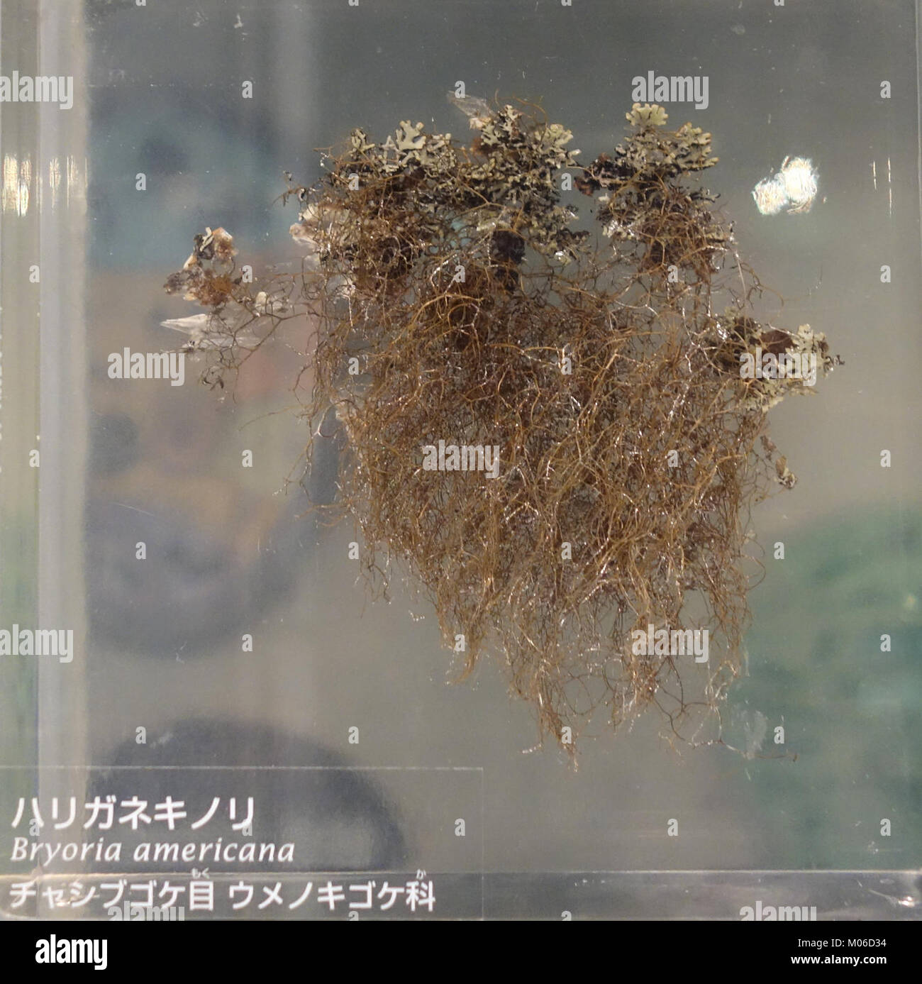 Bryoria americana is a lichen species native to North America ...
