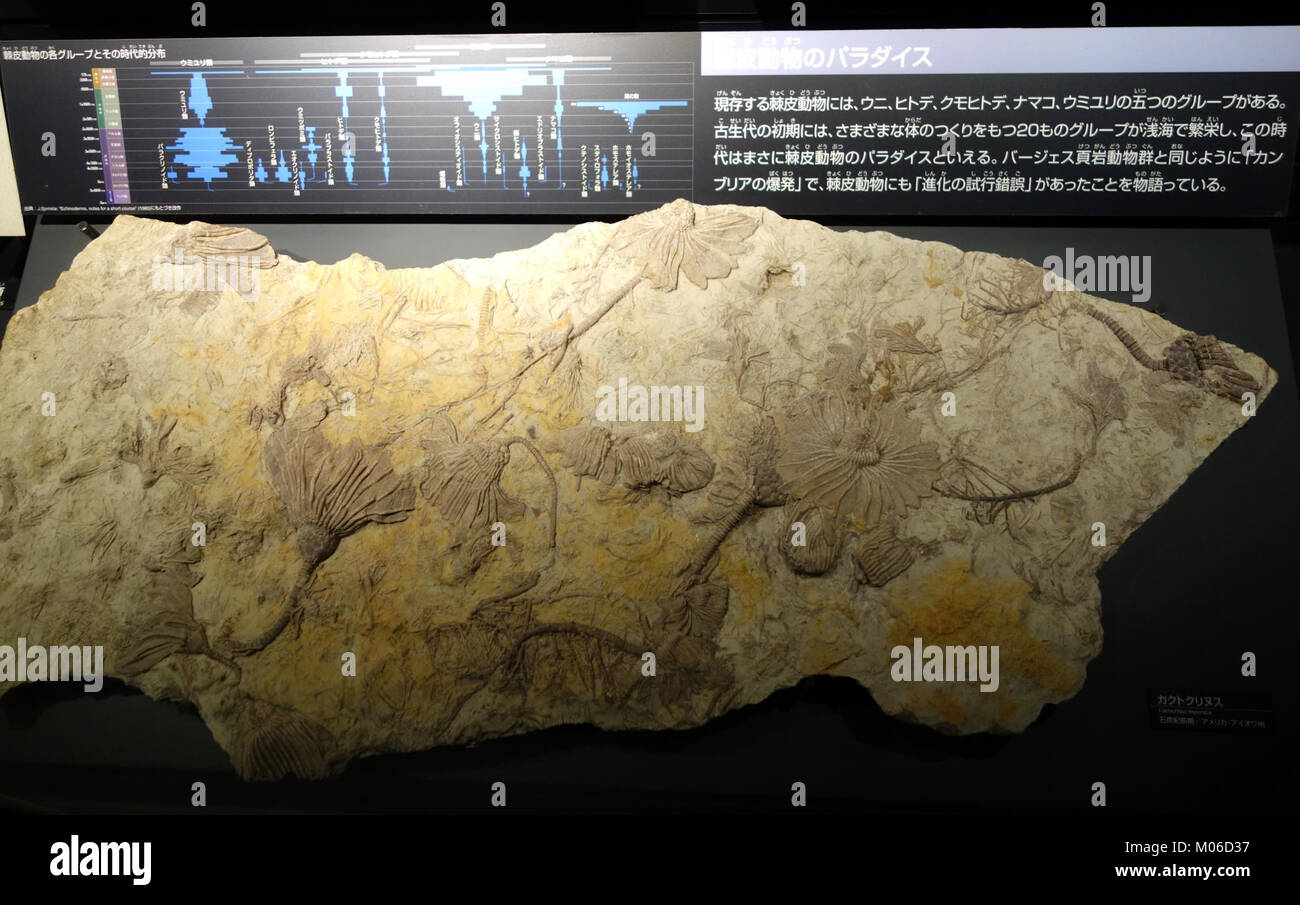 Cactocrinus imperator is an extinct crinoid species, a marine ...