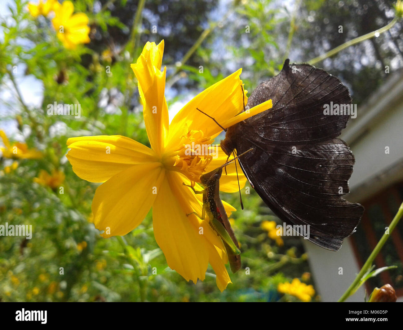A butterfly and grasshopper in a natural habitat illustrate insect ...