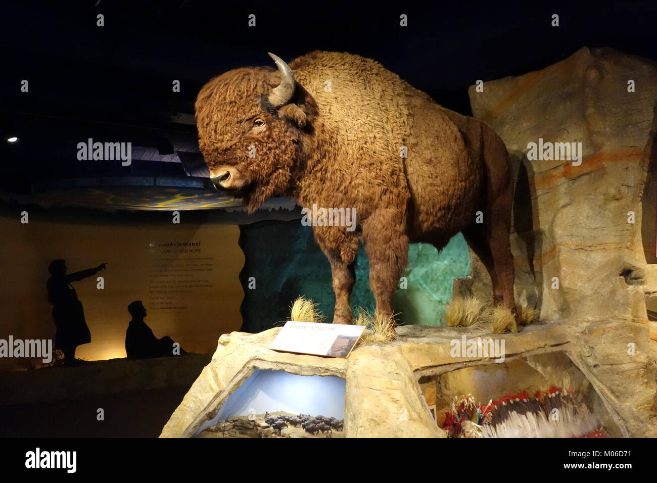 A preserved buffalo specimen at the Glenbow Museum, demonstrating the ...