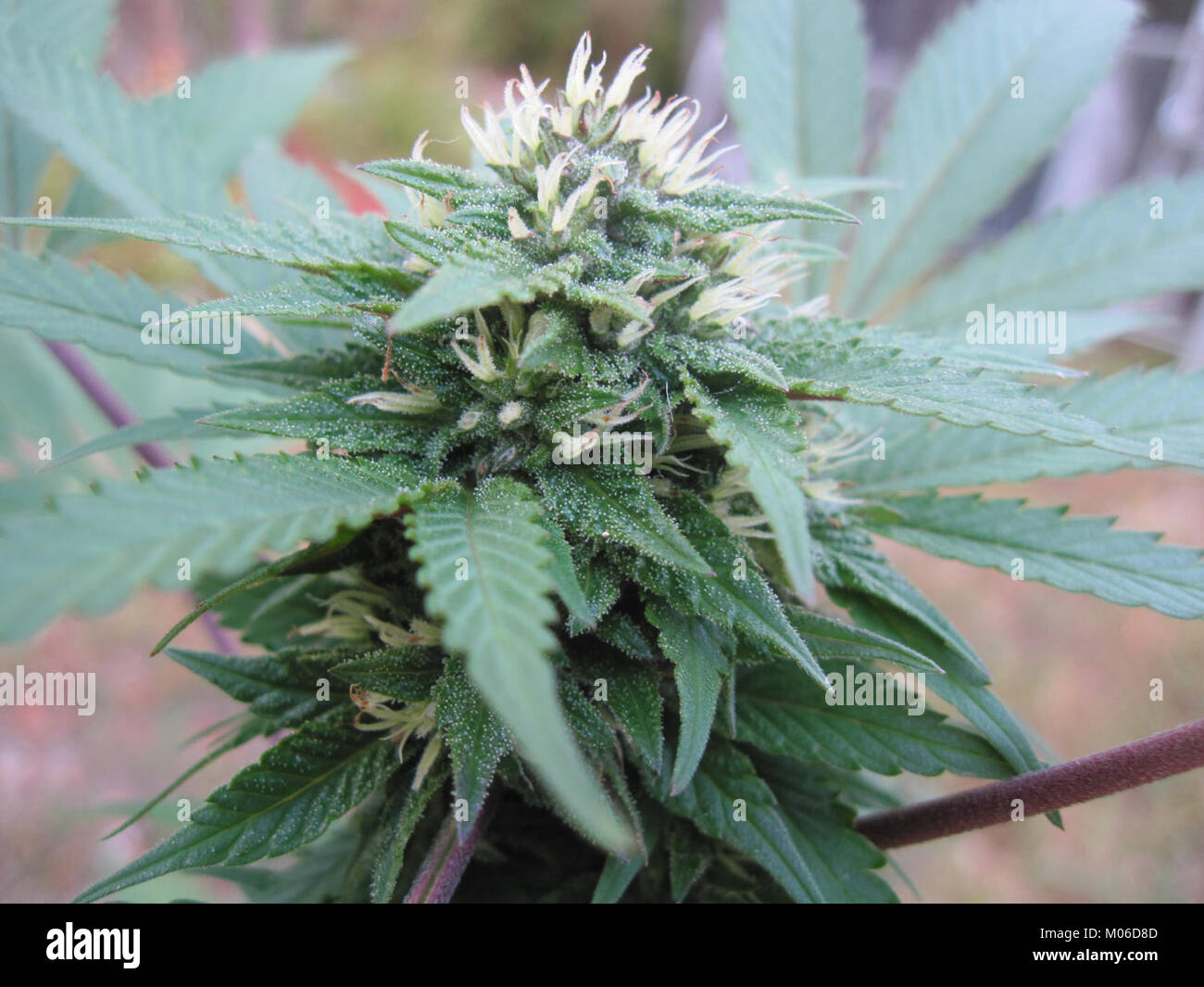 Cannabis bloom hi-res stock photography and images - Alamy