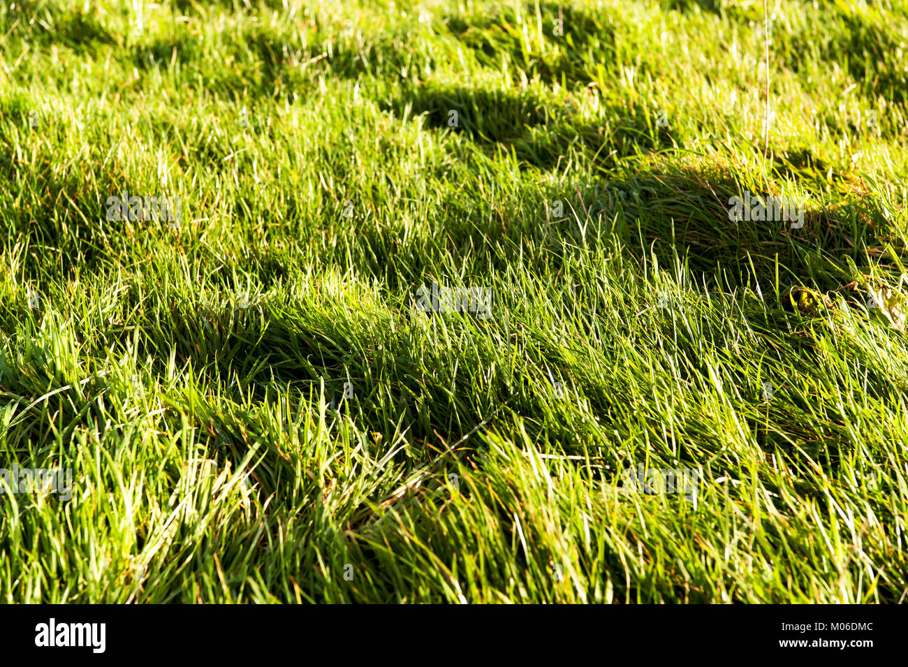 Grass - Nature - outdoor photography Stock Photo - Alamy