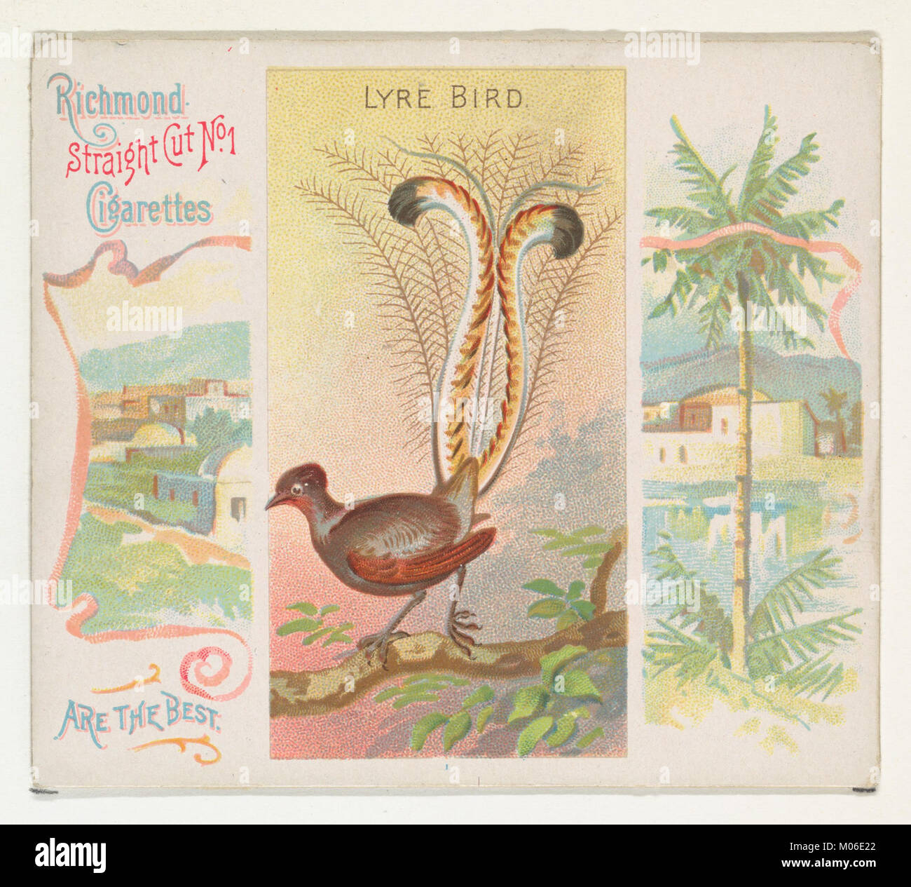 The Lyre Bird from the 'Birds of the Tropics' series is depicted with ...