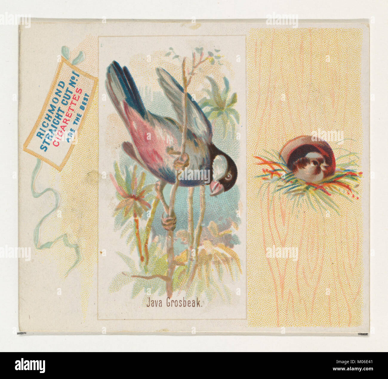 This card features an image of the Java Grosbeak, part of the Song ...