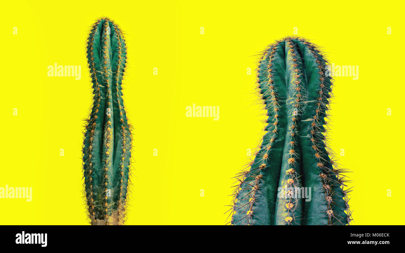 fat and slim cactus Stock Photo - Alamy