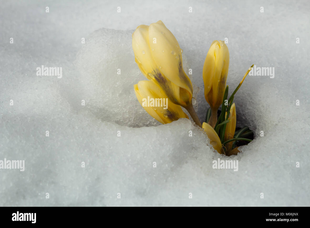 Blossom crocus flowers bright sunlight hi-res stock photography and ...