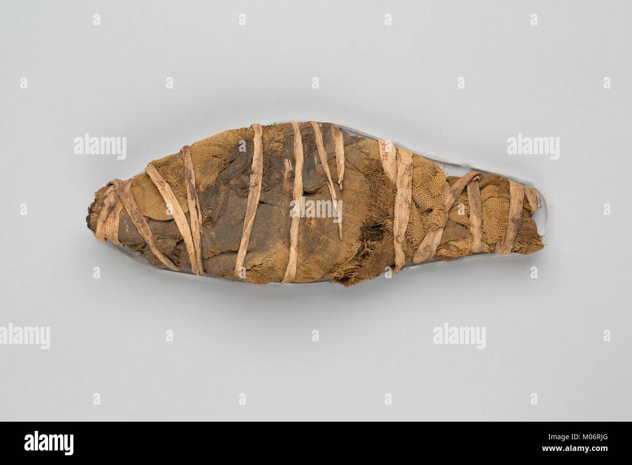 Mummified fish hi-res stock photography and images - Alamy