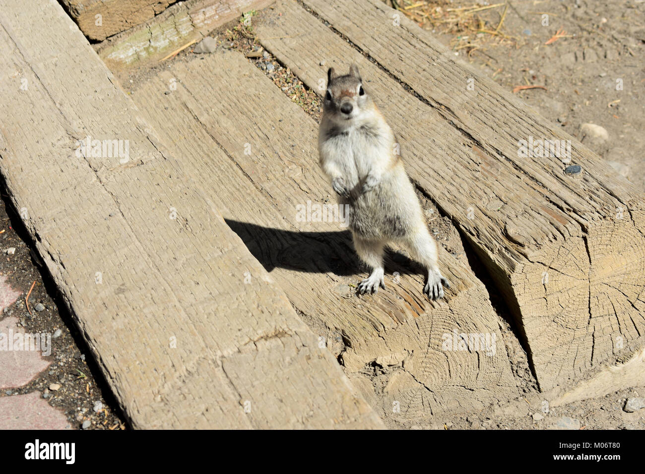 A Squirrel posing in Banff National Park, Alberta Canada Stock Photo ...