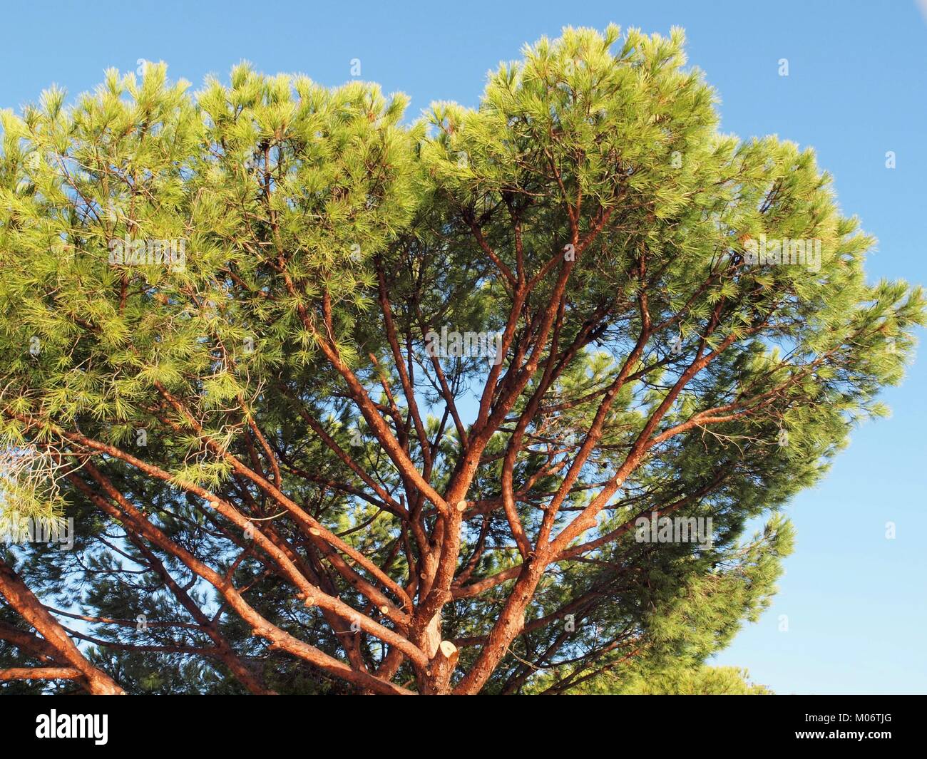 Nice pine tree in detail in front of blue sky Stock Photo - Alamy