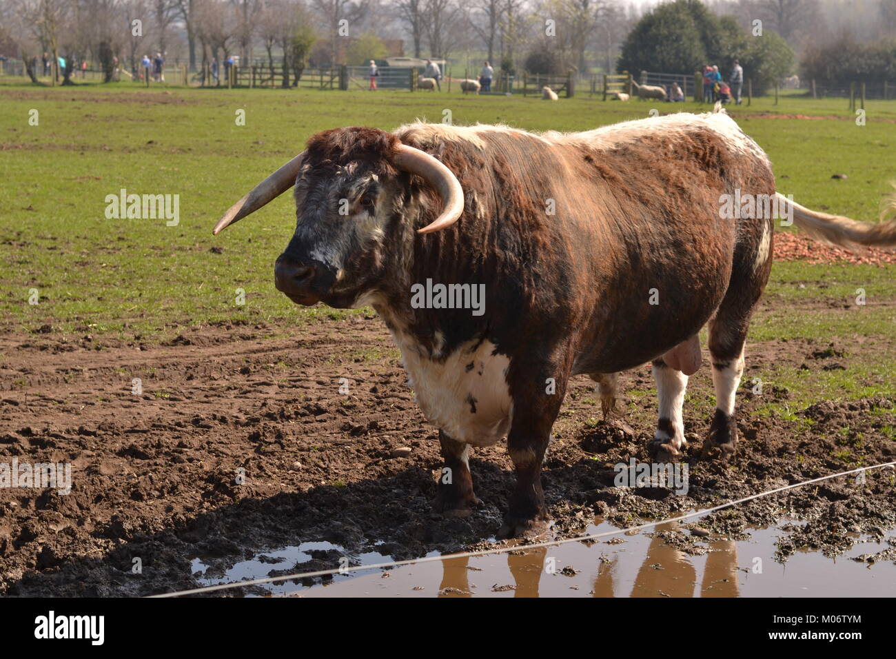 Longhorn image hi-res stock photography and images - Alamy