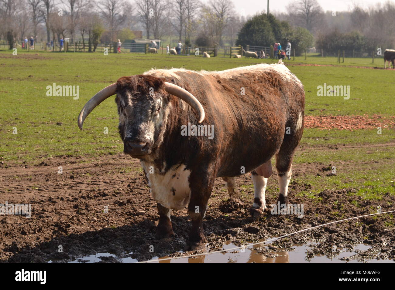 Longhorn image hi-res stock photography and images - Alamy